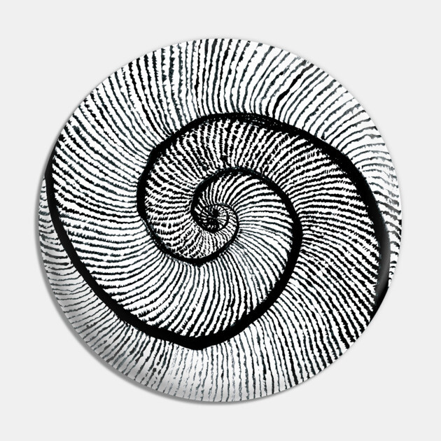 fibonacci spiral shell drawing