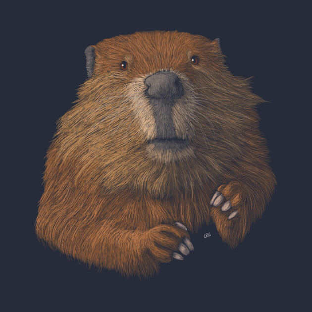 beavert