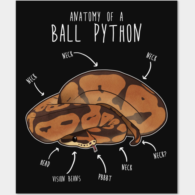 ball python anatomy head