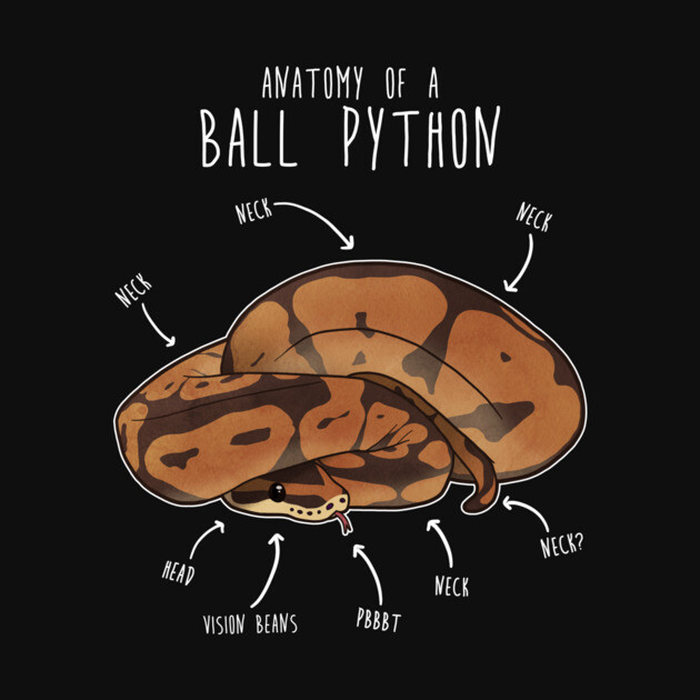 ball python anatomy head