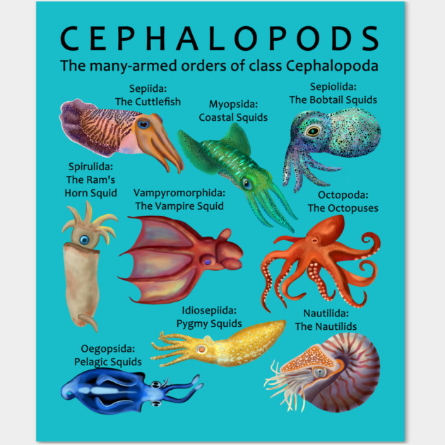 cuttlefish cephalopods