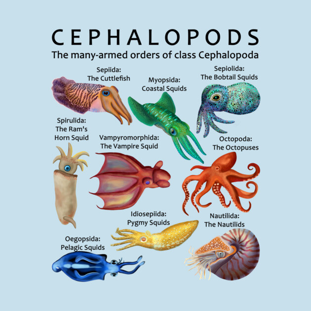 squid cephalopod