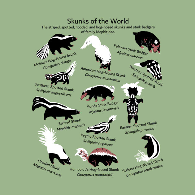 skunks diagram