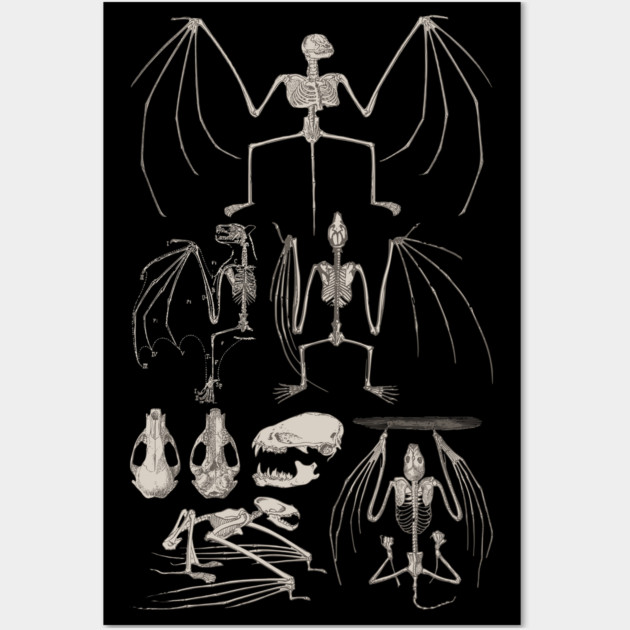 bat skeleton drawing
