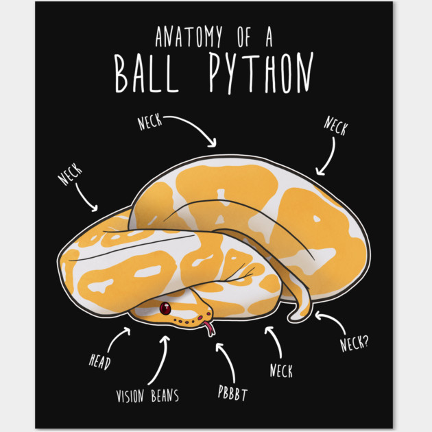 ball python anatomy