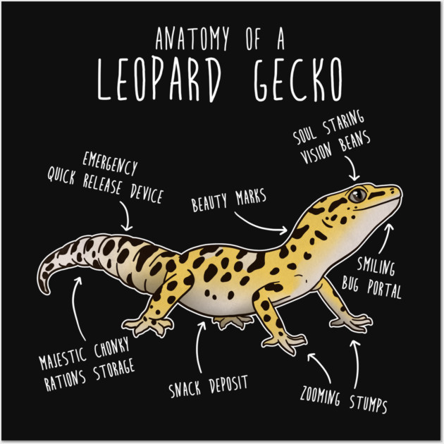 leopard gecko layout