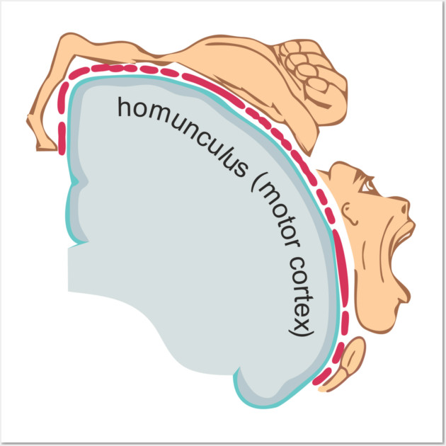 motor cortex homunculus