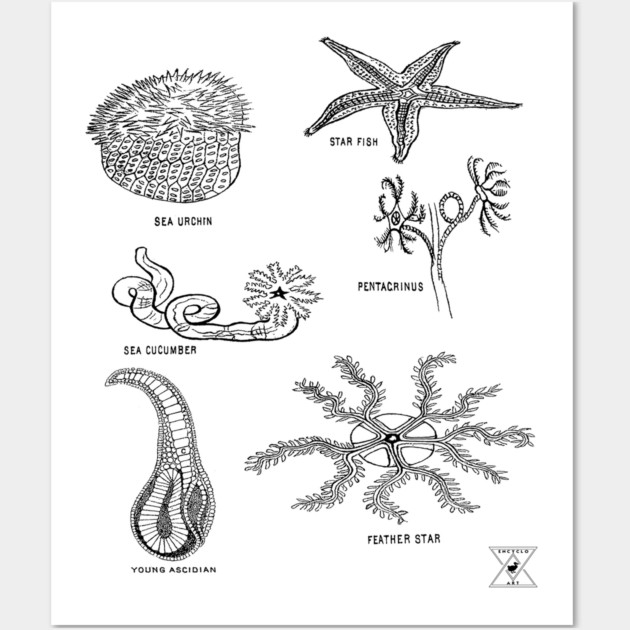 sea creature posters