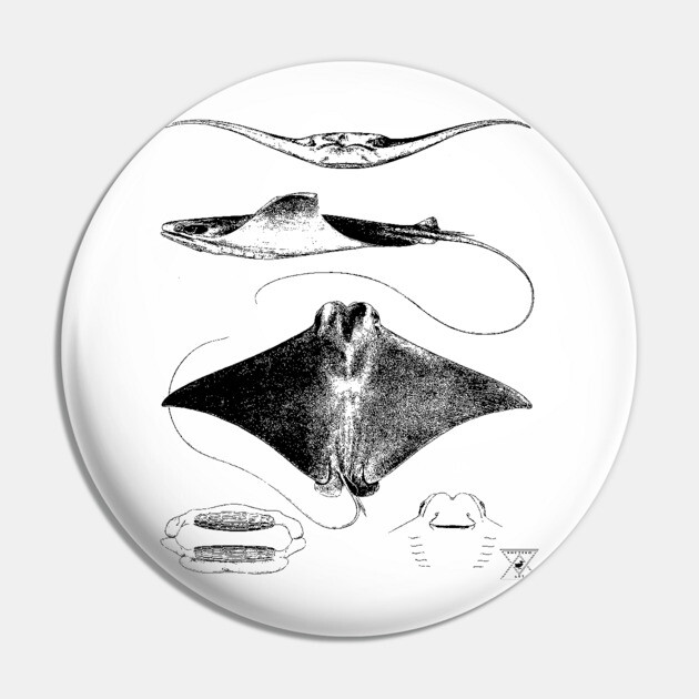 stingray anatomy