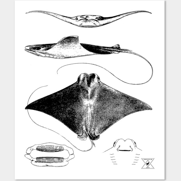 stingray anatomy
