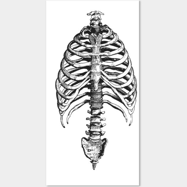 skeleton chest bones drawing