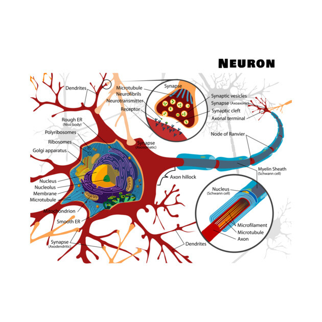 complete neuron