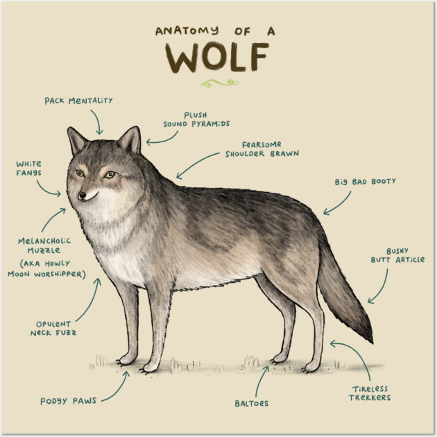 wolf anotomy