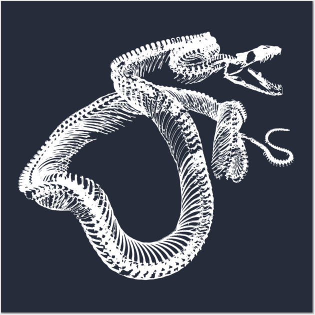 snake skeleton artwork
