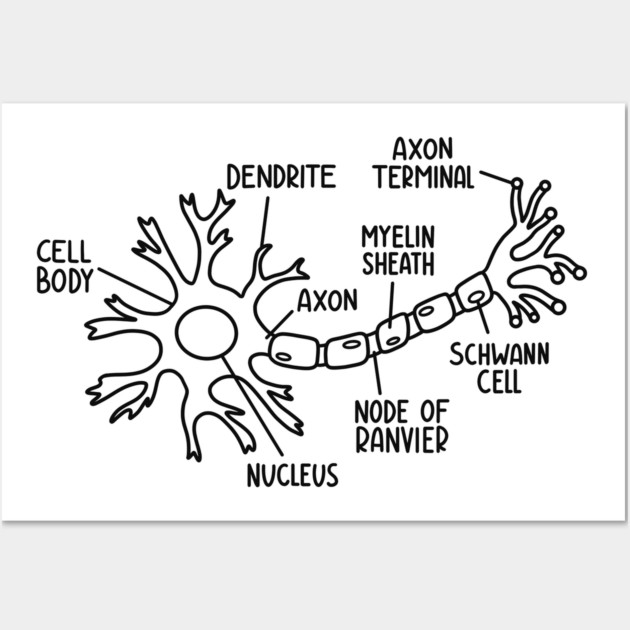 neuron labeled drawing