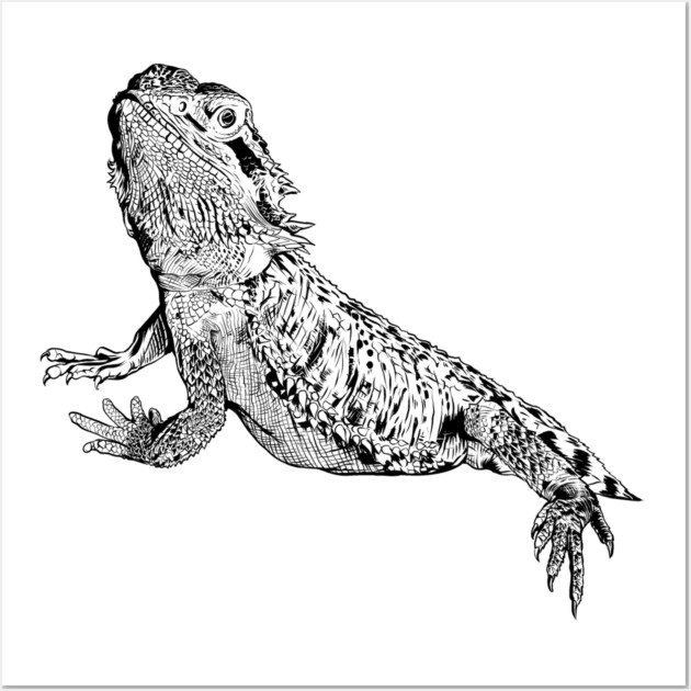 drawing bearded dragon