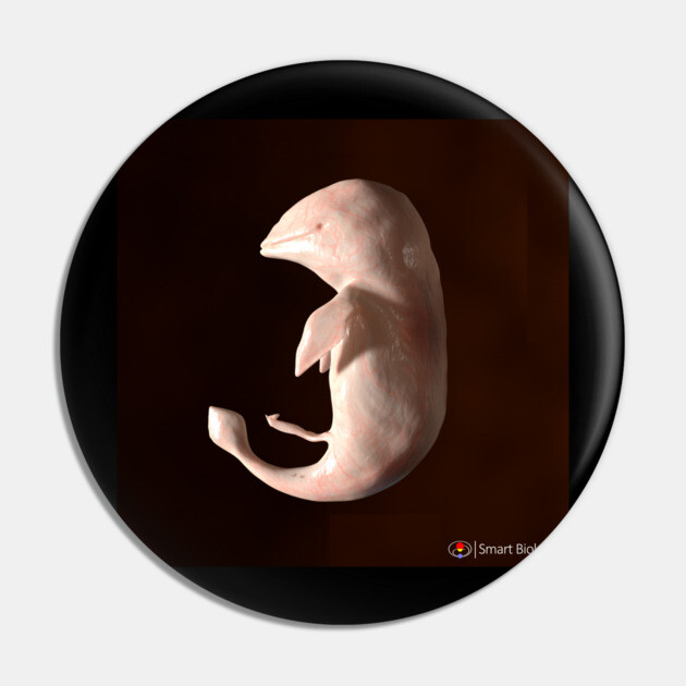 dolphin embryo development