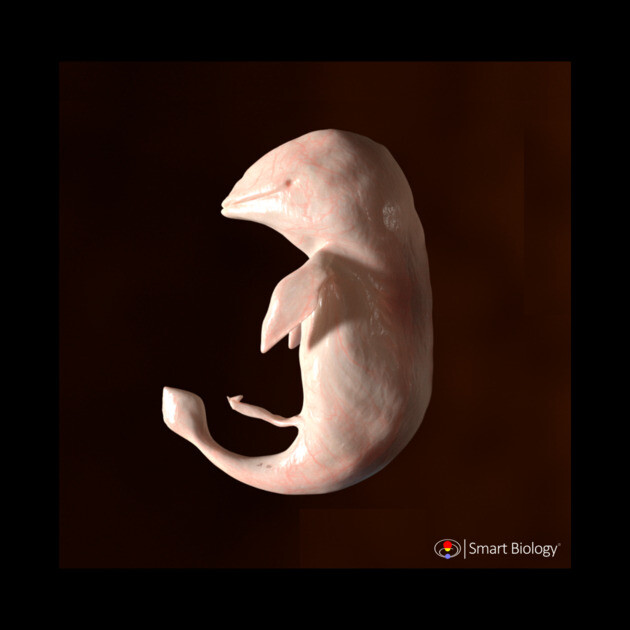 dolphin embryo