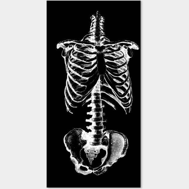 skeleton ribs art