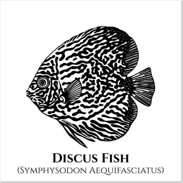 black discus fish