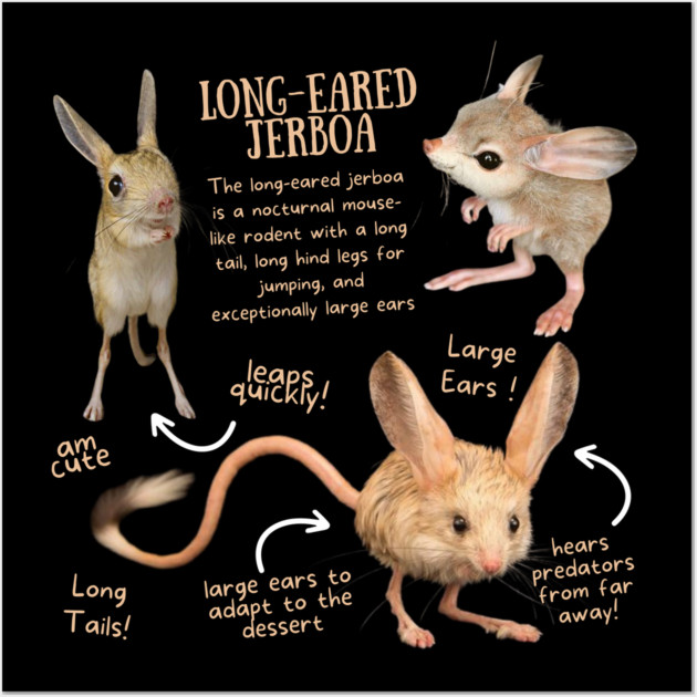 long eared jerboa predators