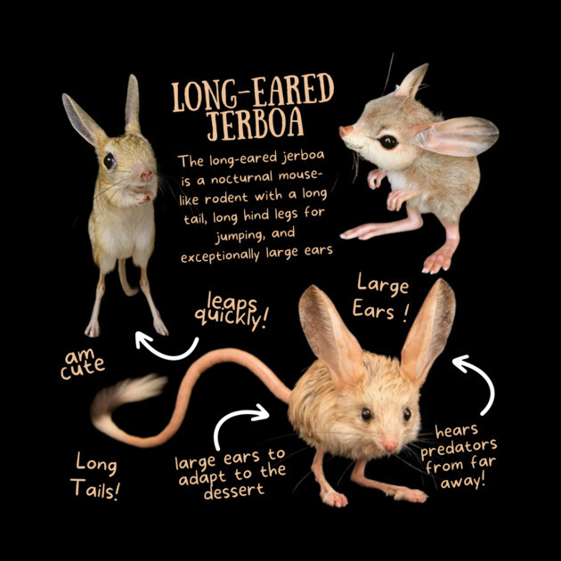jerboa facts