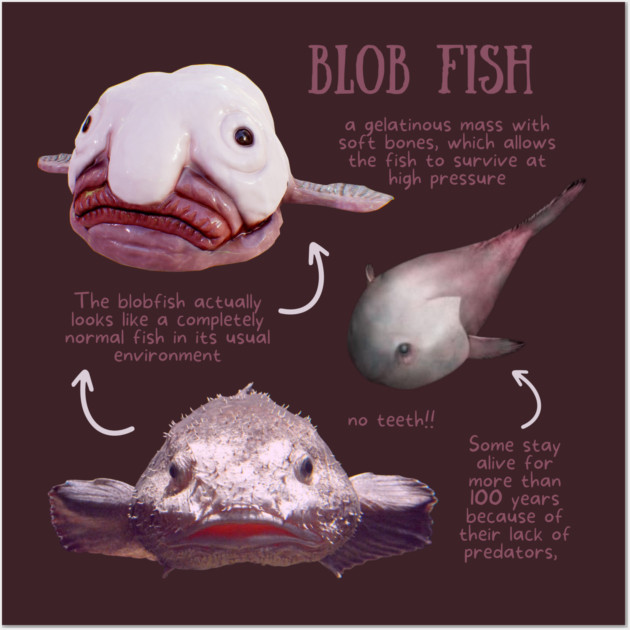 what kind of fish is a blobfish