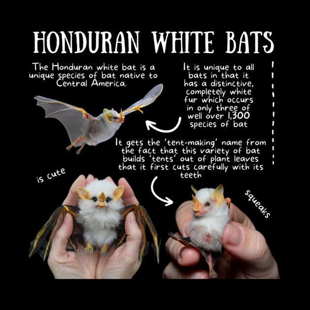 cute white bats
