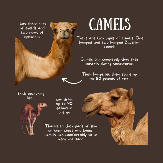 camels type