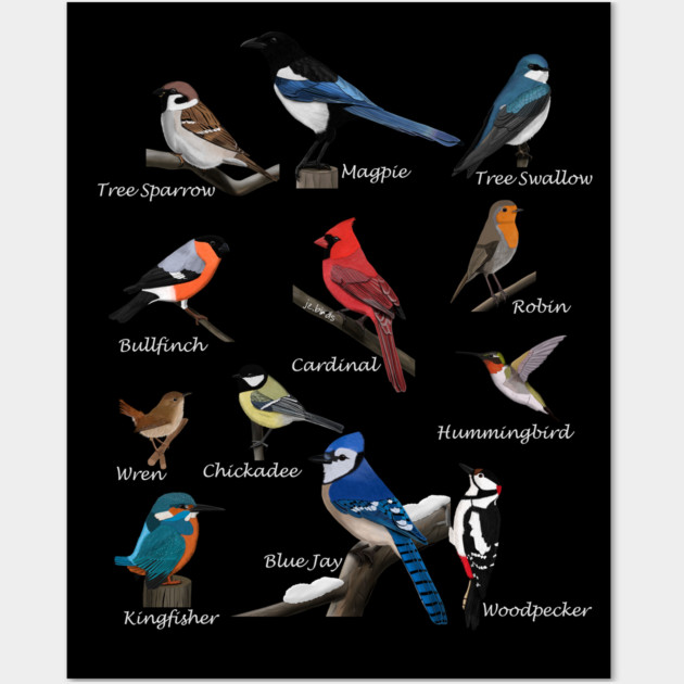 difference between blue jay and cardinal