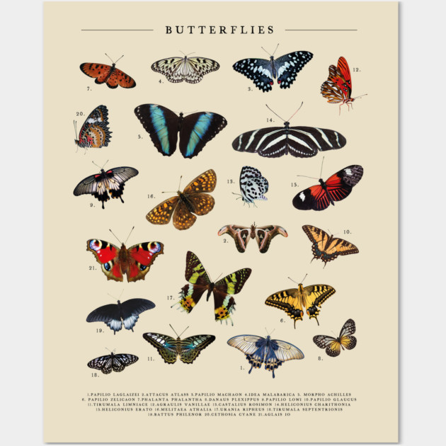 butterflt chart