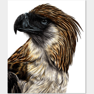 philippine eagle drawing poster