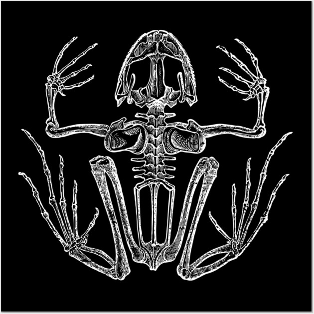 frog skeleton