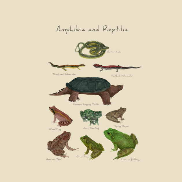 frog amphibia turtle