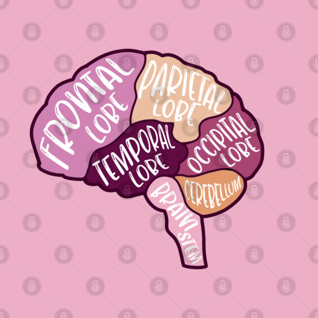 Human brain - anatomy of the brain - Human Brain - Mug | TeePublic