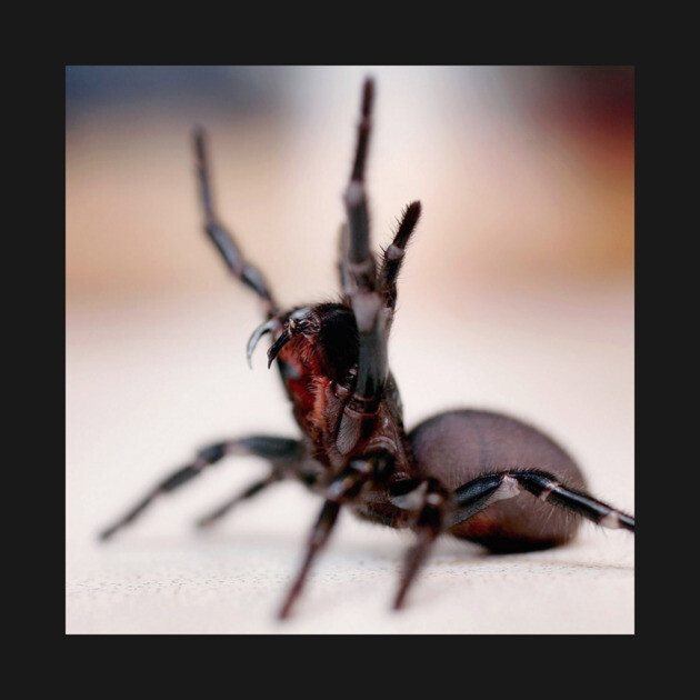 spider atrax robustus