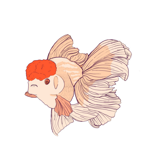 cute oranda fish