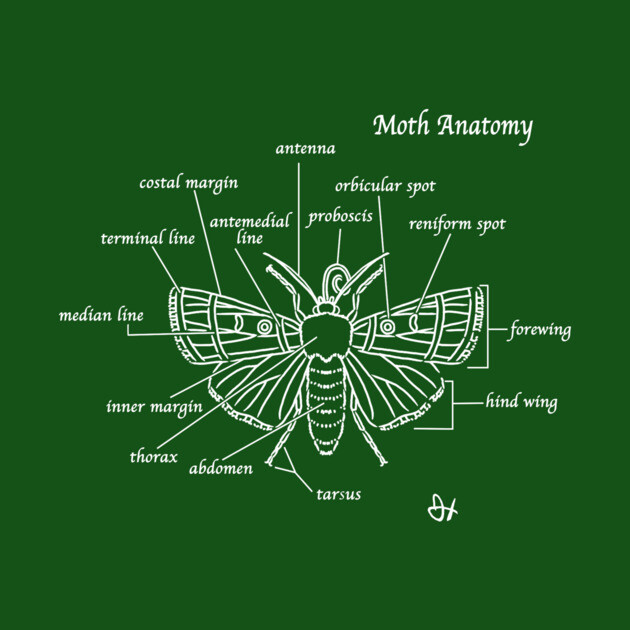 moth moth diagram
