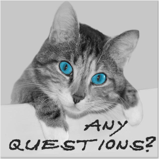 cat asking question