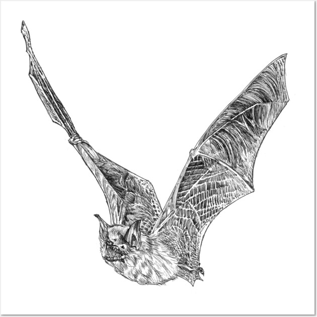 scientific bat drawing
