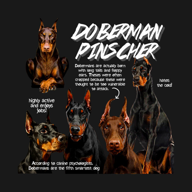 doberman attack kids