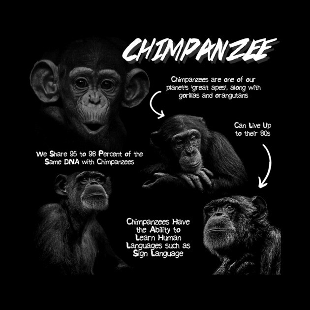 chimp facts