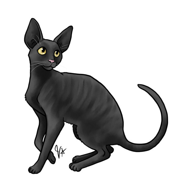cornish rex black