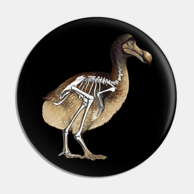dodo bird skeleton