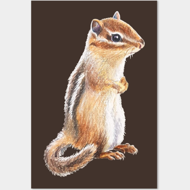 eastern chipmunk drawing