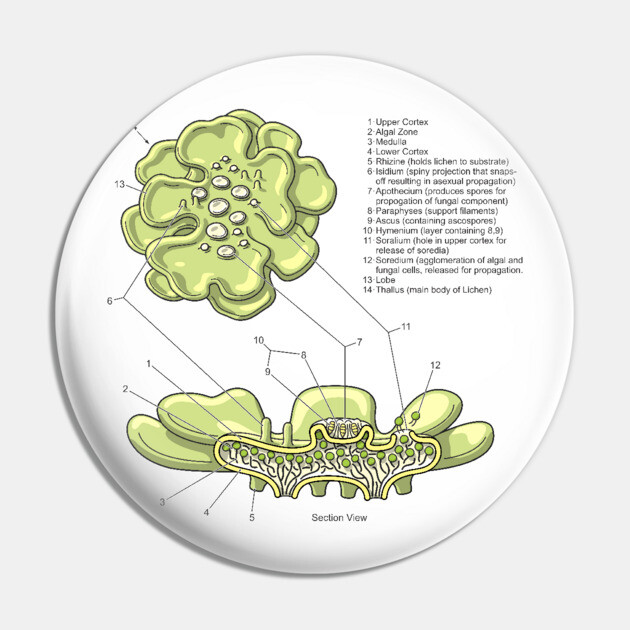 lichens structure and types