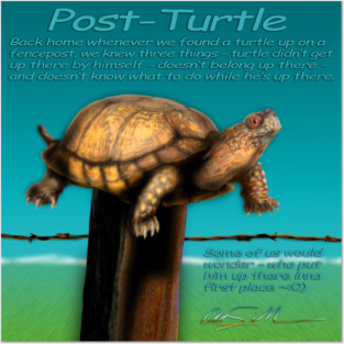 pole turtle