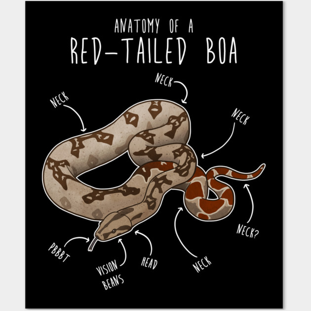 Red-Tailed Boa Snake Anatomy - Red Tailed Boa - Posters and Art Prints ...