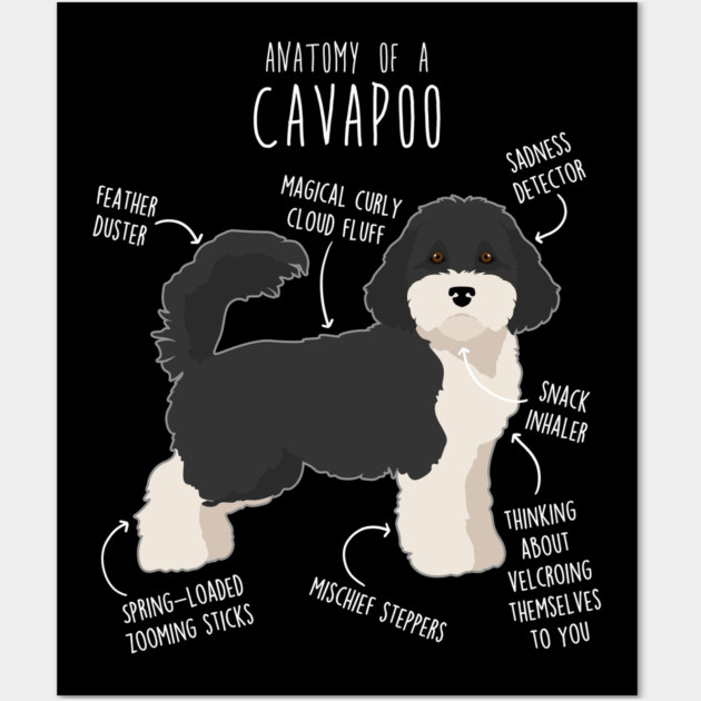 Parti Cavapoo Dog Anatomy - Cavapoo - Posters and Art Prints | TeePublic
