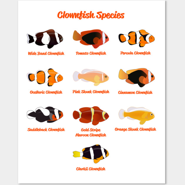 clownfish breeding chart